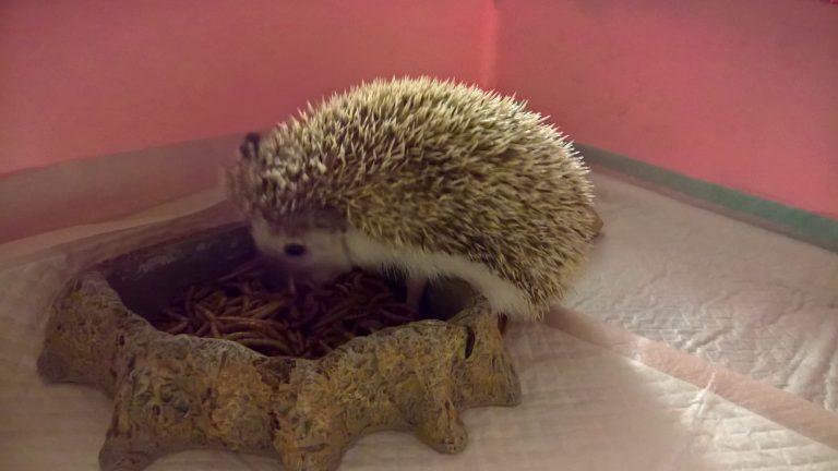 Milligan the poorly hedgehog – Bunny Burrows